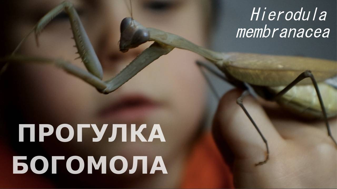 ПРОГУЛКА БОГОМОЛА