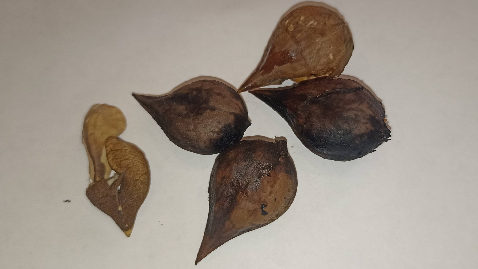 Ланкастерские орехи, первый урожай г.Омск