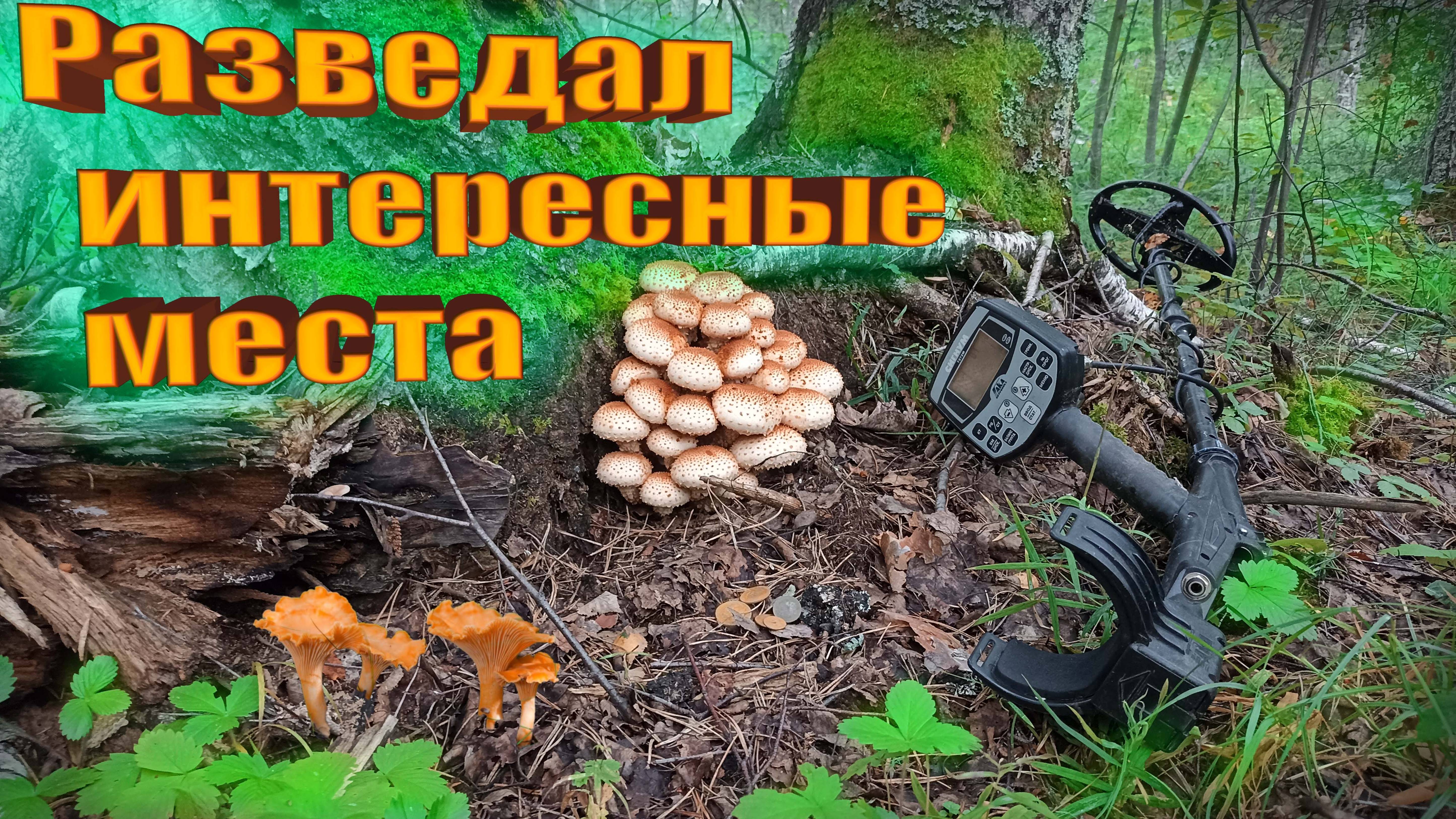 Разведал лесную дорогу и нашёл монеты. На месте, где добывали торф.