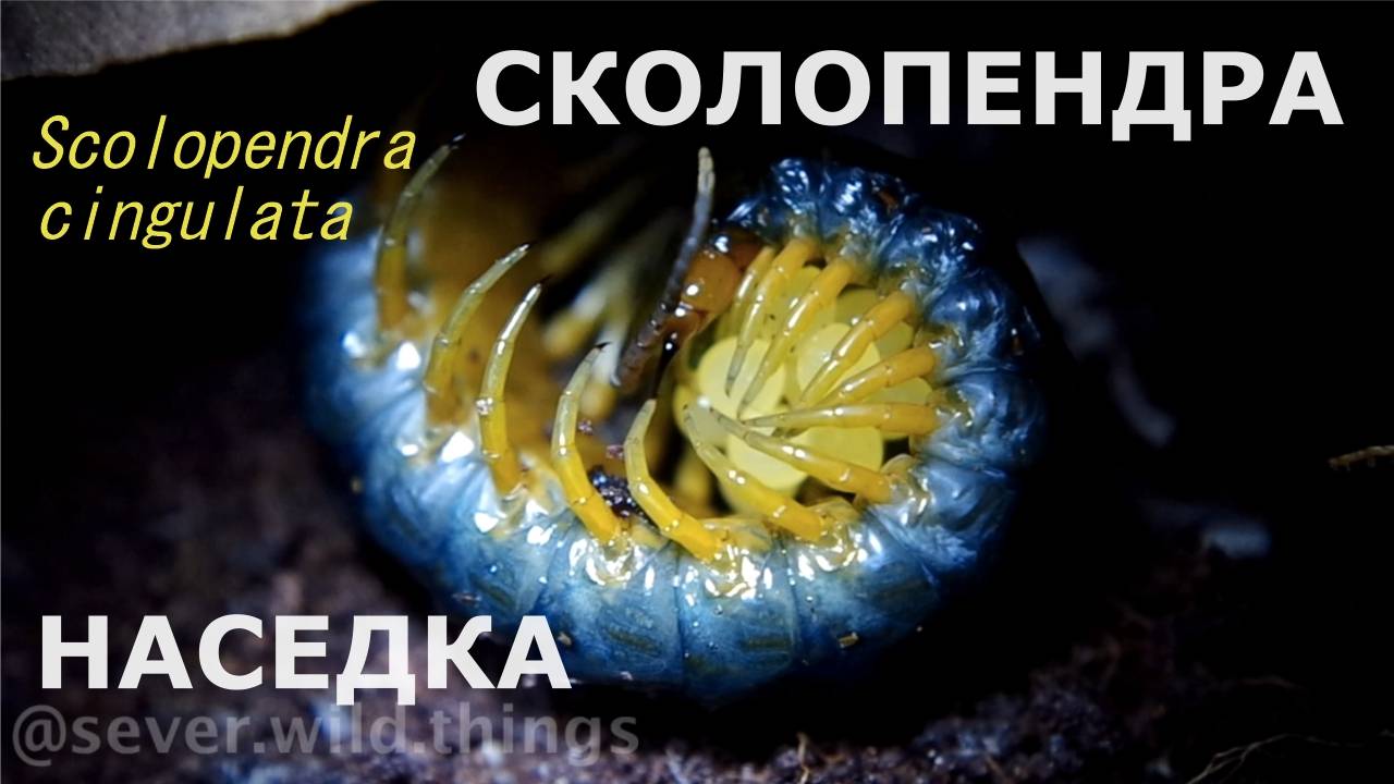 СКОЛОПЕНДРА НАСЕДКА