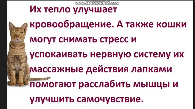 Ах, эти коты!