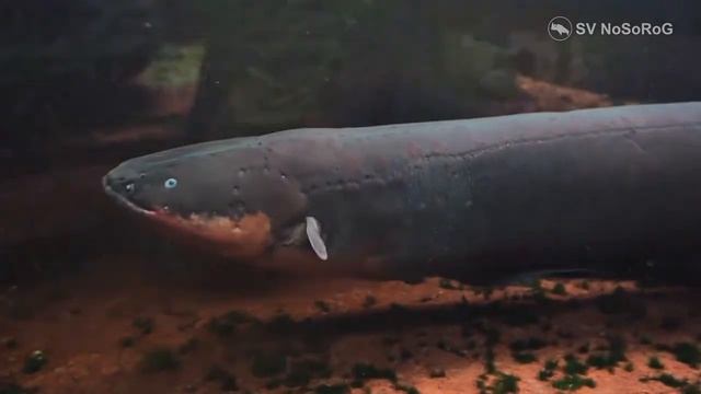 Сколько лет может прожить Электрический угорь (Electric eel) — Electrophorus electricus ?