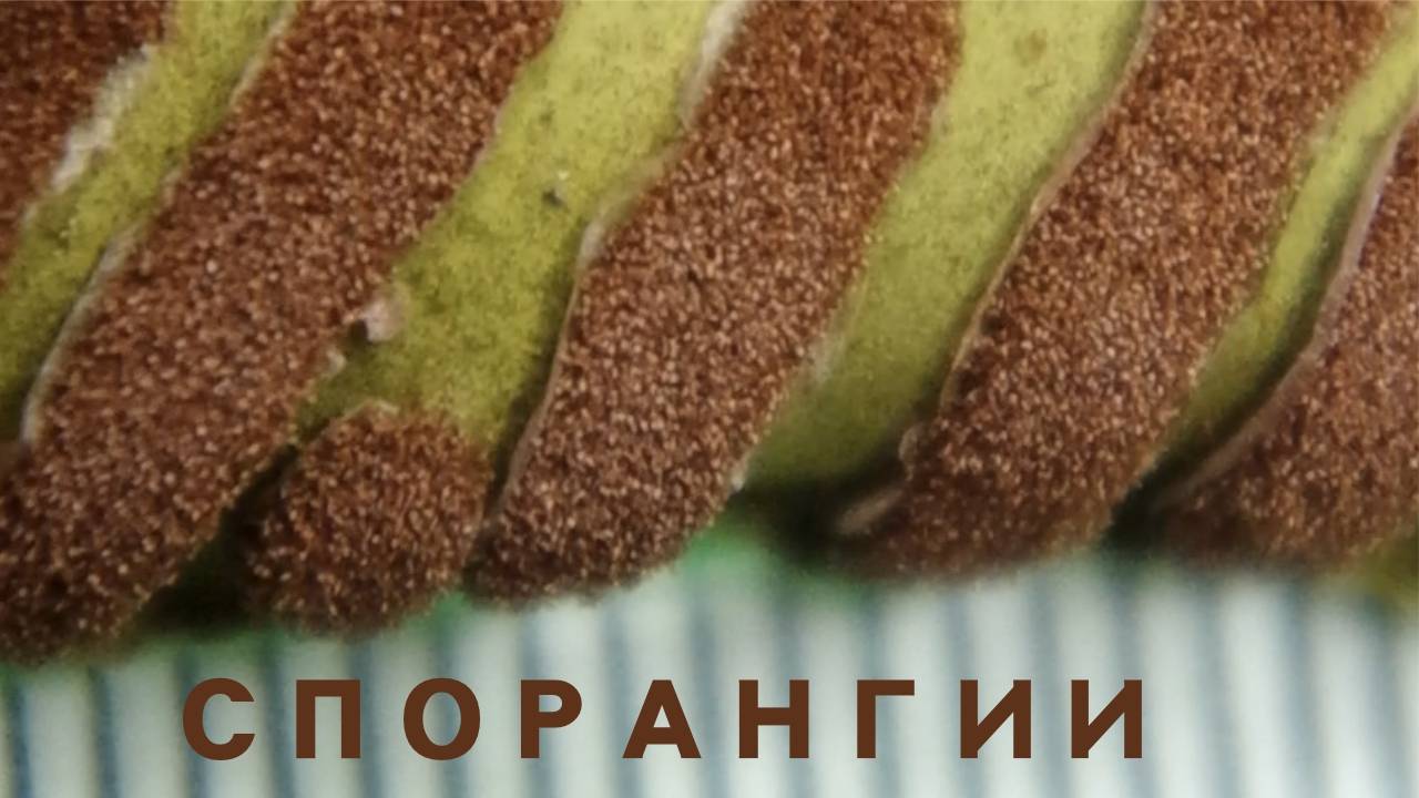 СПОРАНГИИ РАЗНЫХ ПАПОРОТНИКОВ