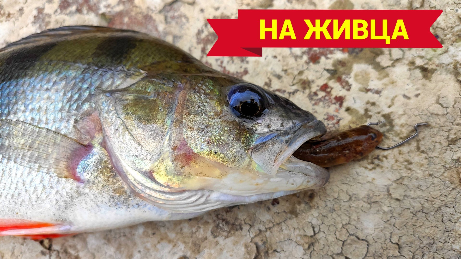 ЗАКИДУШКИ или ХОДОВАЯ ДОНКА. Рыбалка на ЖИВЦА. Монтаж и особенности рыбалки.