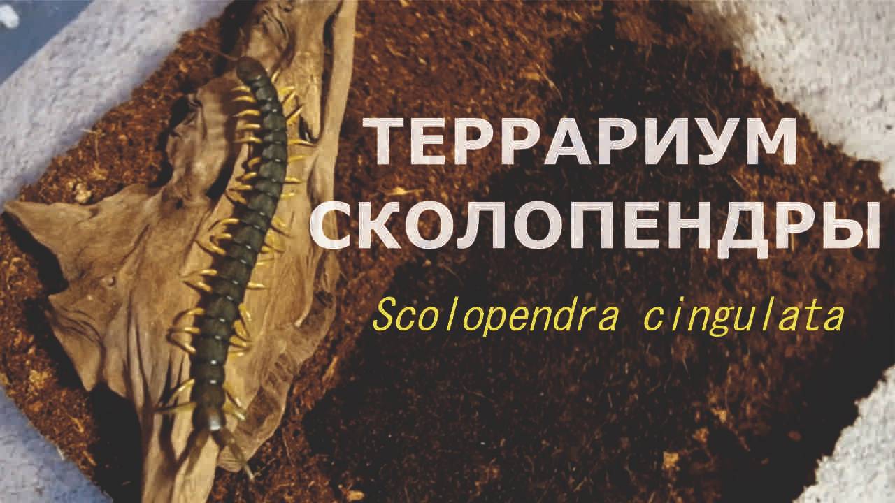 ТЕРРАРИУМ ДЛЯ СКОЛОПЕНДРЫ