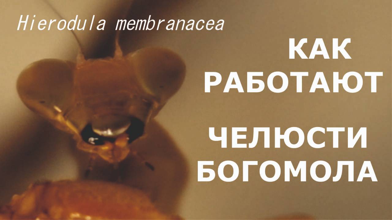 ЧЕЛЮСТИ БОГОМОЛА