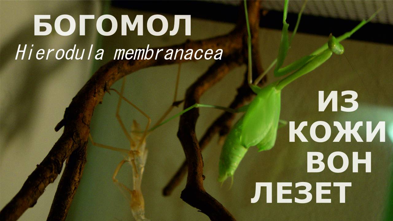 БОГОМОЛ ИЗ КОЖИ ВОН ЛЕЗЕТ