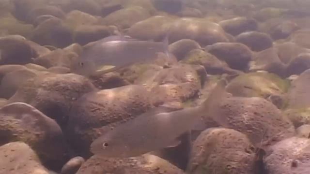 Хариус. Всем харюзятникам посвящается...