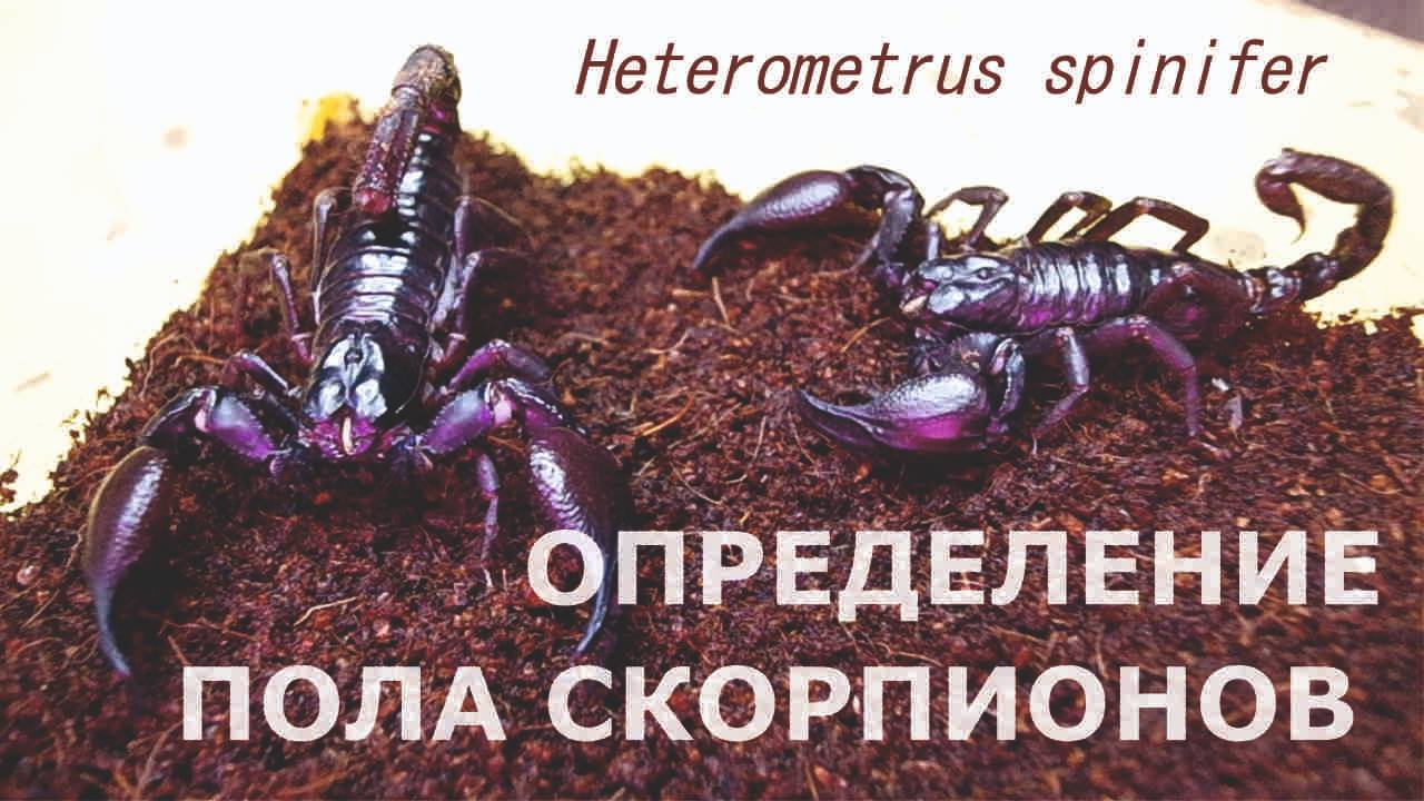 ОПРЕДЕЛЕНИЕ ПОЛА СКОРПИОНОВ Heterometrus spinifer по гребневидным органам