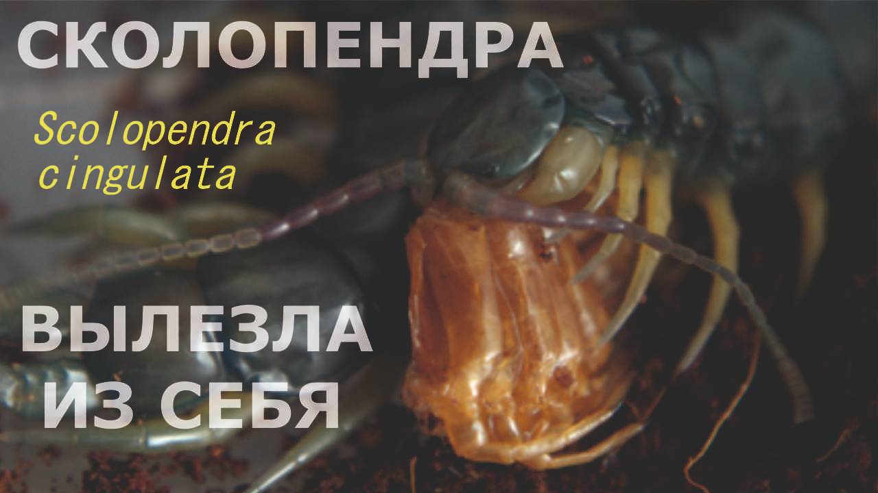 СКОЛОПЕНДРА ВЫЛЕЗЛА ИЗ СЕБЯ