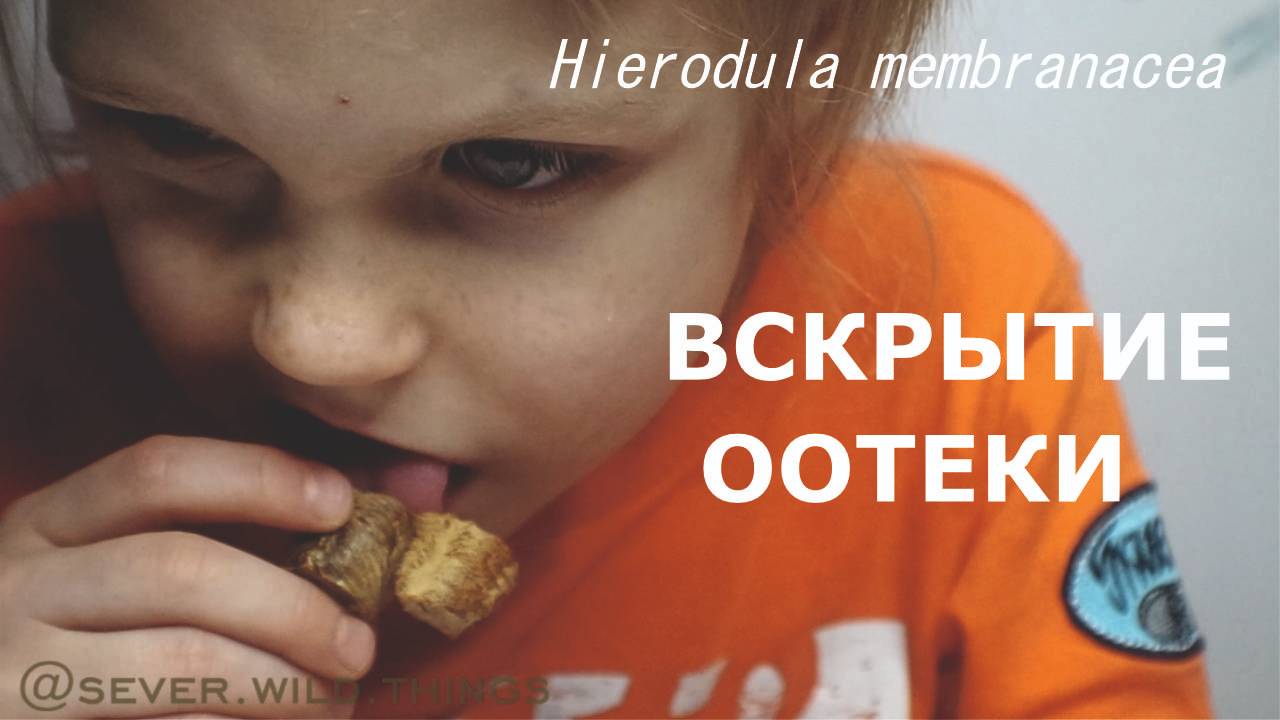 ВСКРЫТИЕ НЕОПЛОДОТВОРЁННОЙ ООТЕКИ БОГОМОЛА