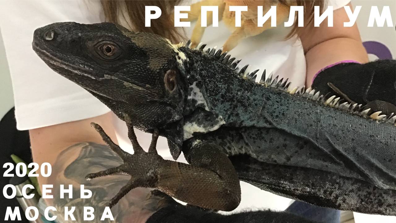 РЕПТИЛИУМ 2020. ОСЕНЬ. МОСКВА