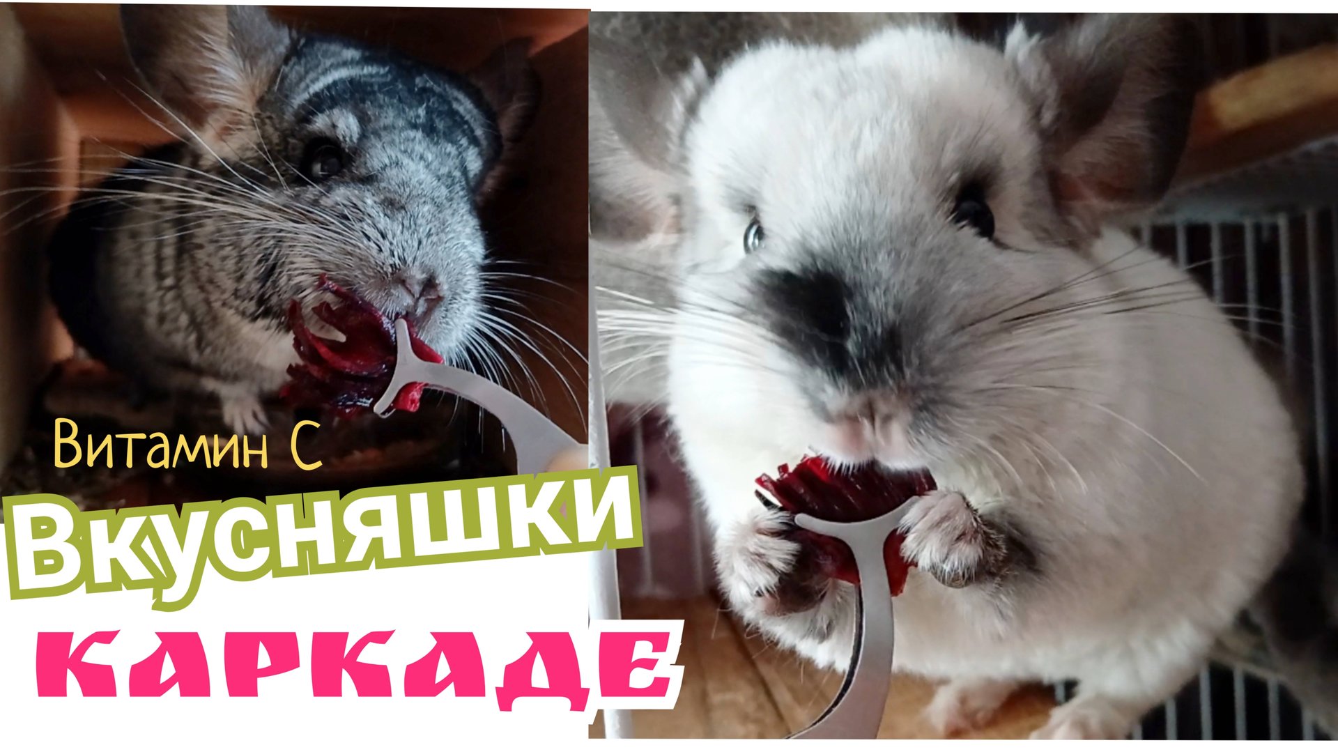 Здоровье шиншиллы, Каркаде источник витаин С , лакомство