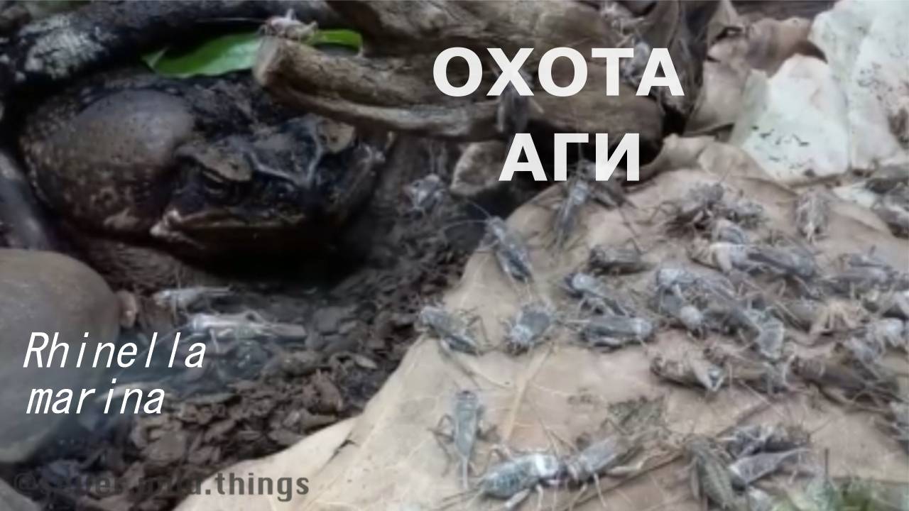 ОХОТА АГИ. БРОСОК В ЗАМЕДЛЕННОЙ СЪЁМКЕ