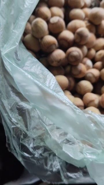 Урожай маньчжурского ореха и фундук на Зеленой даче