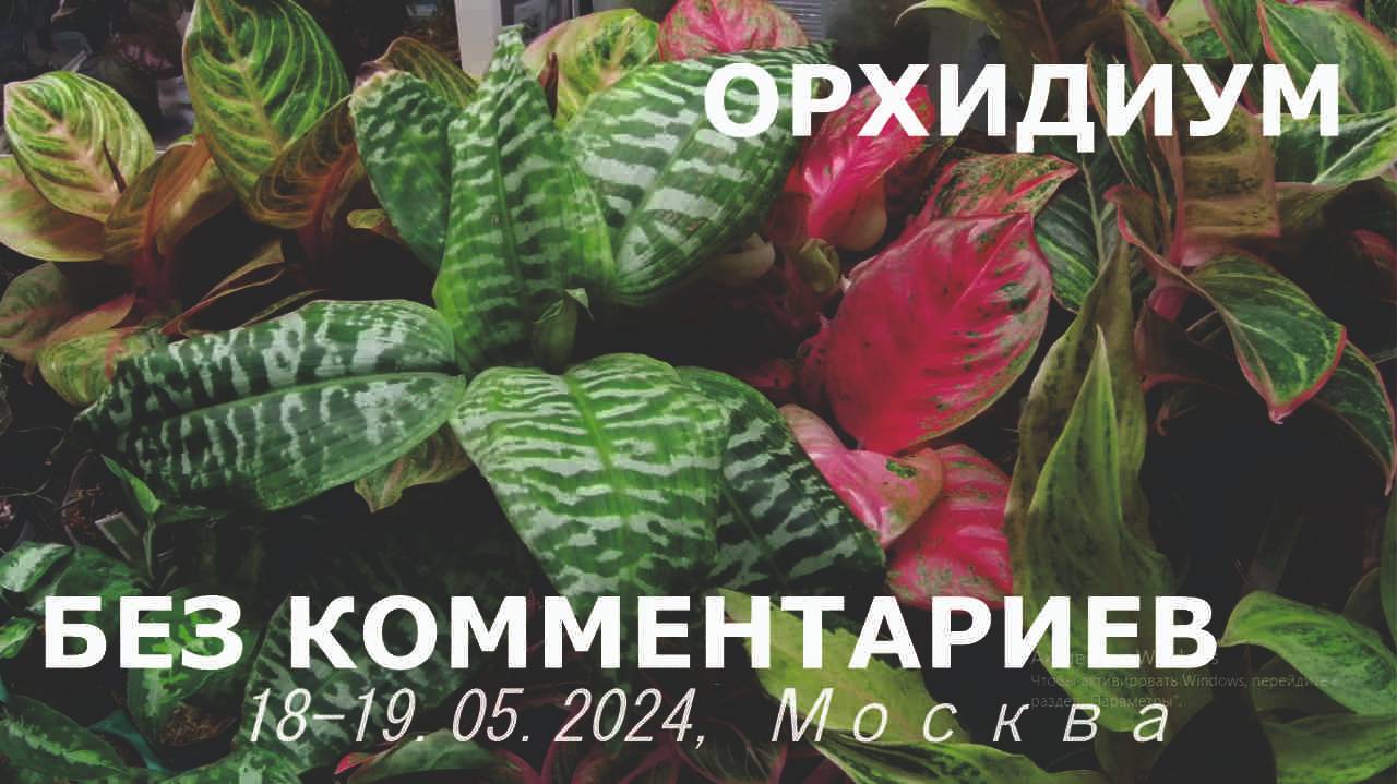 ОРХИДИУМ БЕЗ КОММЕНТАРИЕВ 18.5.2024