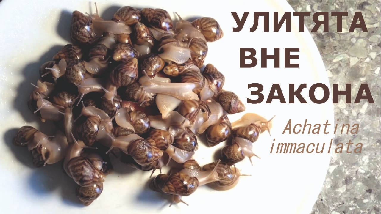 УЛИТЯТА ВНЕ ЗАКОНА
