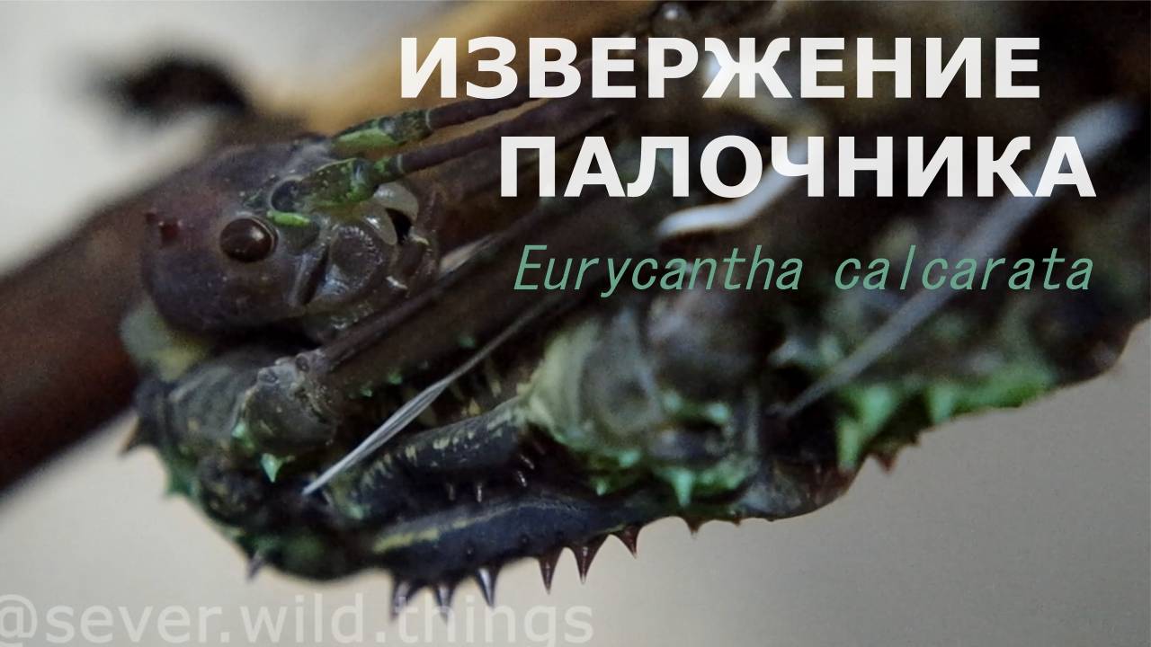 ИЗВЕРЖЕНИЕ ПАЛОЧНИКА