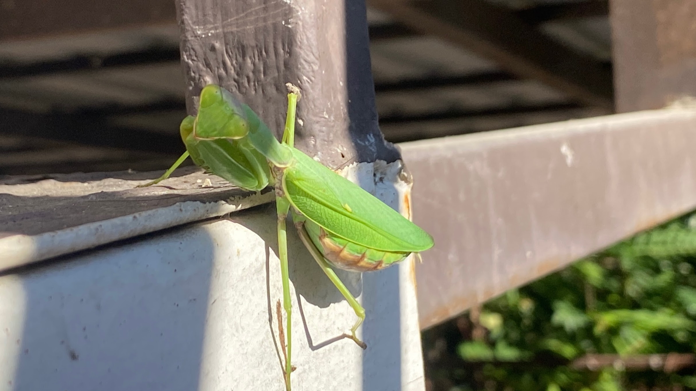 Отпуск в Сочи. Познакомилась с местными Богомолами.