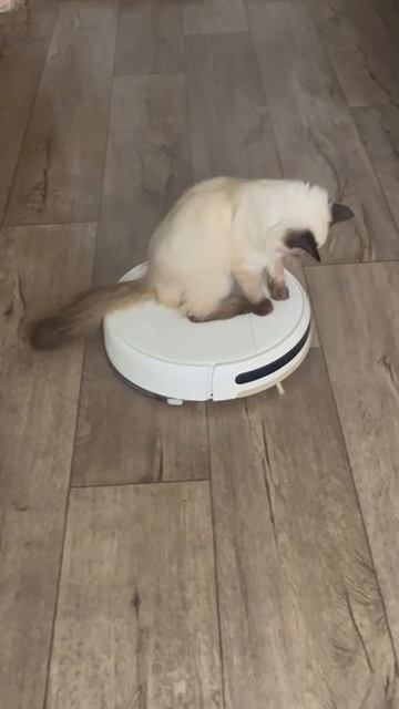 Котенок и робот пылесос.