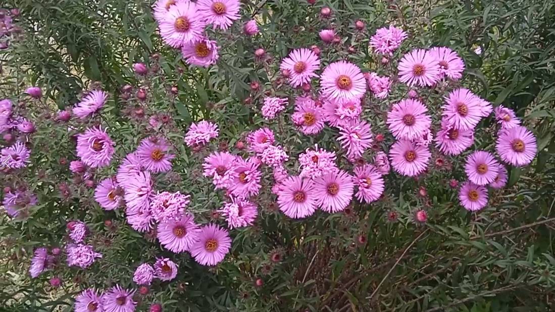 Посадка в грунт многолетней астры для успешного роста и цветения