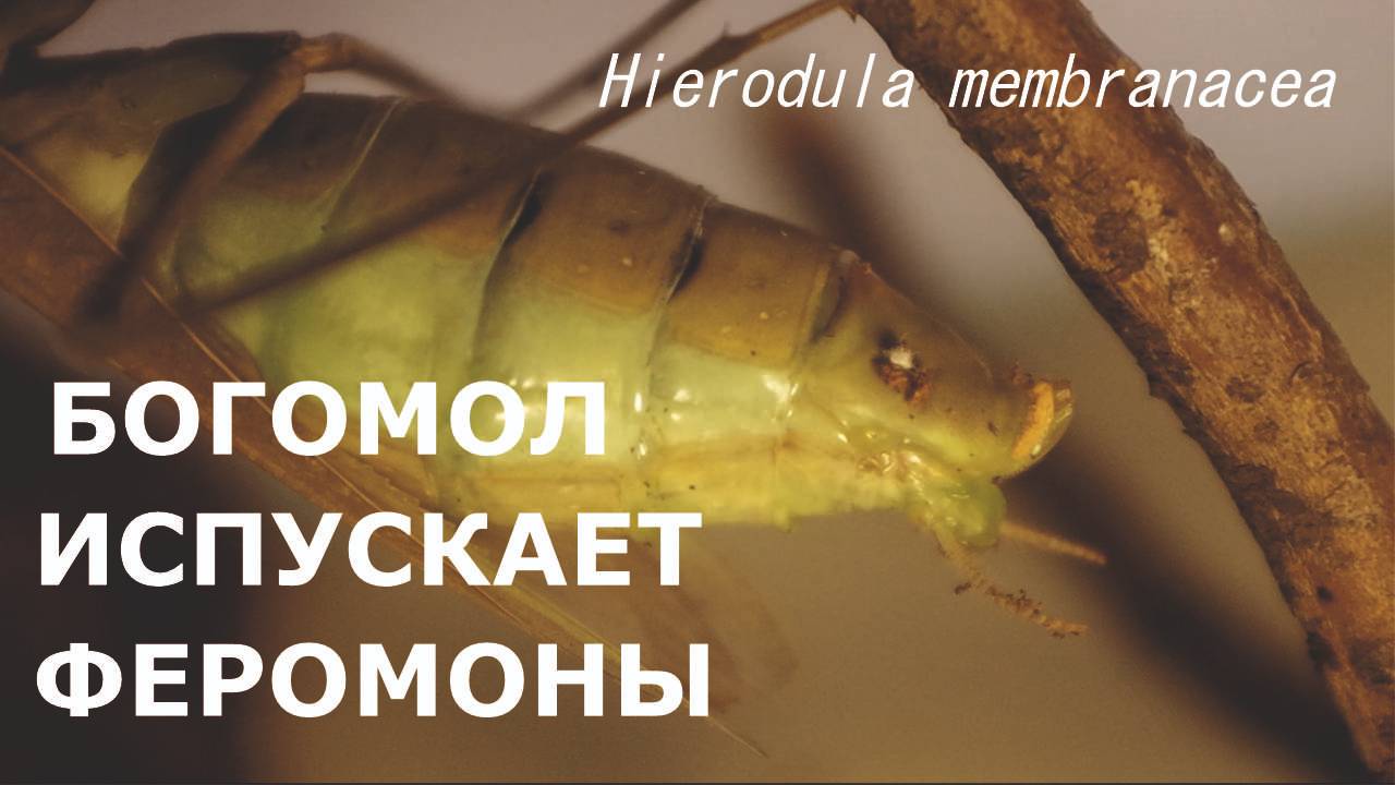 БОГОМОЛ ИСПУСКАЕТ ФЕРОМОНЫ