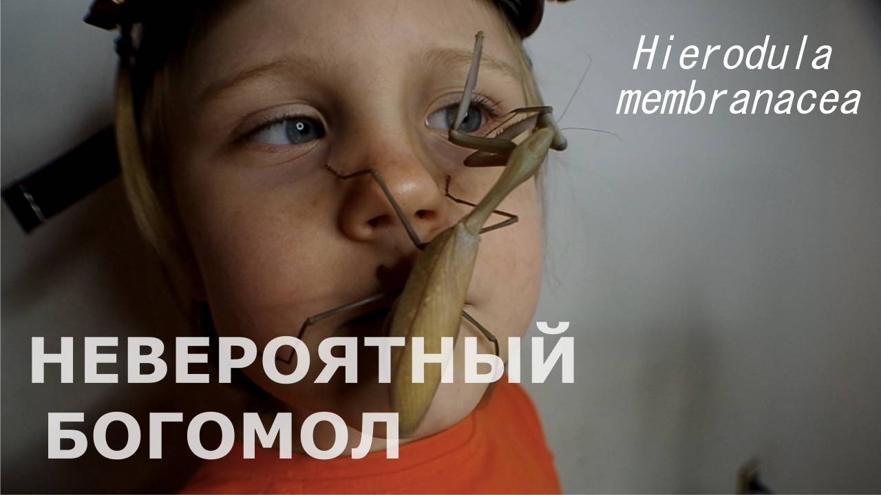 НЕВЕРОЯТНЫЙ БОГОМОЛ