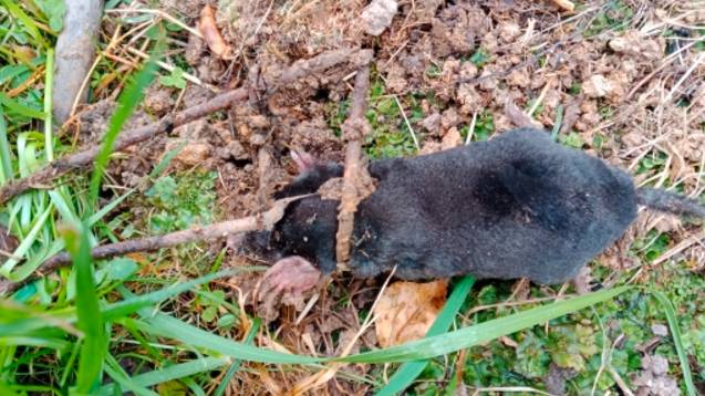 Крот. Борьба с кротами на дачном участке