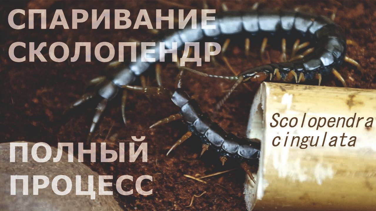 КАК СПАРИВАЮТСЯ СКОЛОПЕНДРЫ. ПОЛНЫЙ ПРОЦЕСС