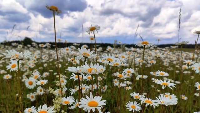 Р. Рождественский. Учителям