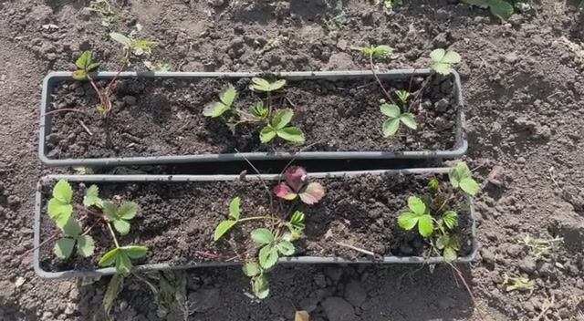 Клубника на подоконнике. Видео 1 - Посадка.