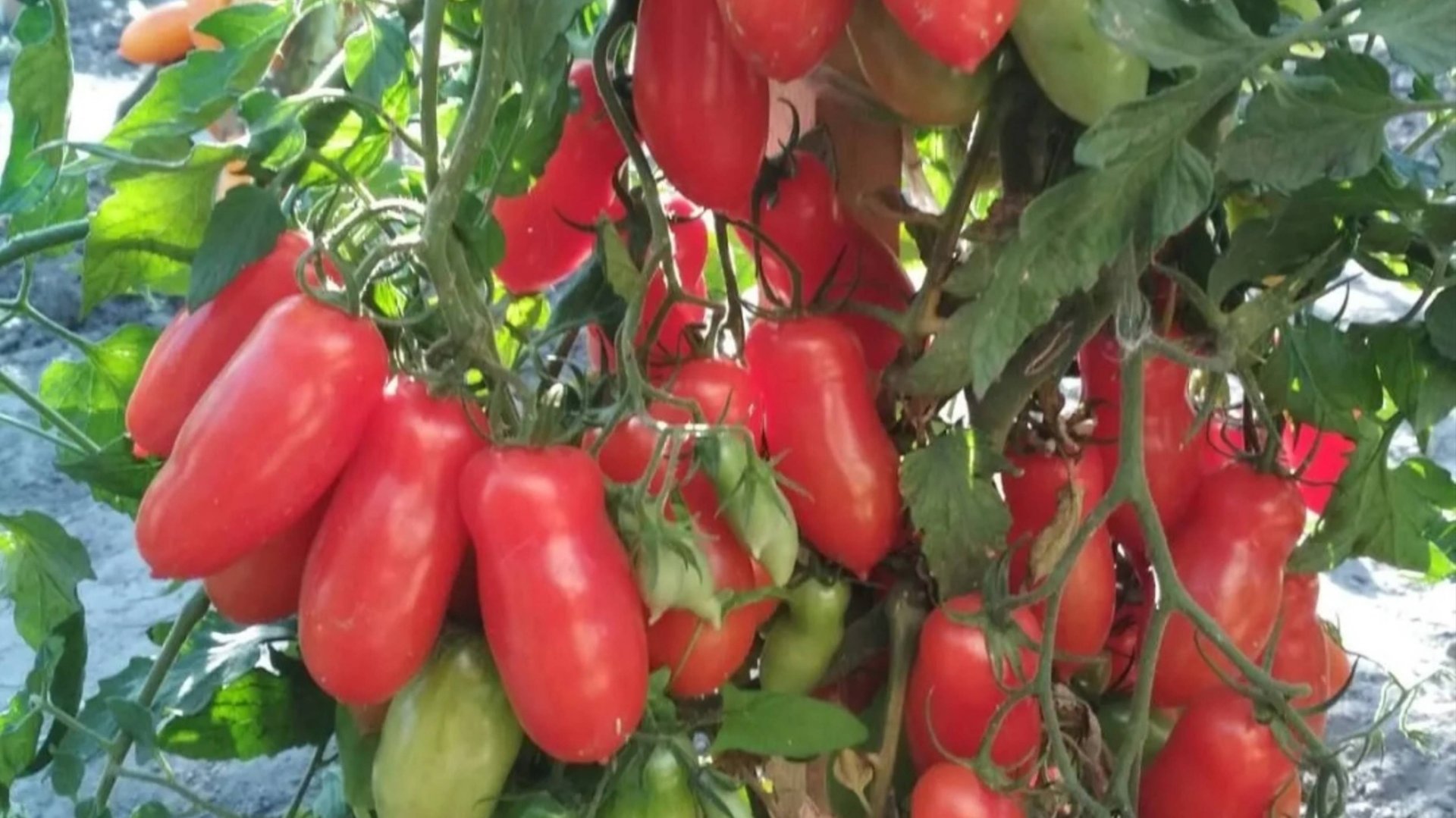 Осенний огород 🍅🍁🍃