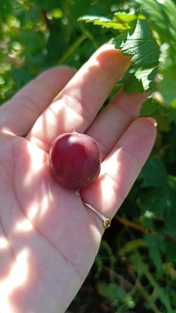 Крыжовник Гранд