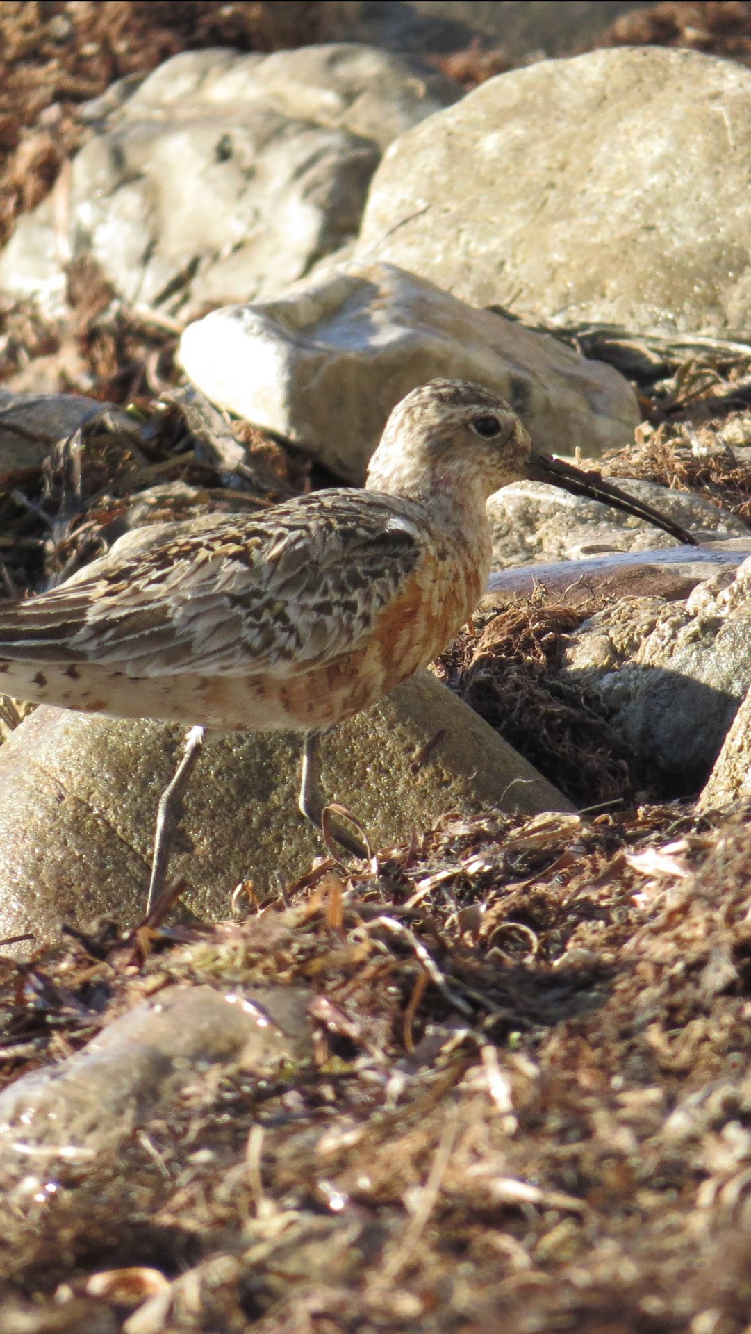 Краснозобик у моря.