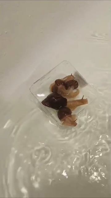 плавающие улитки