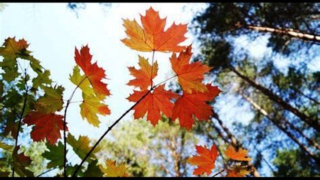 В. Берестов. Урок листопада