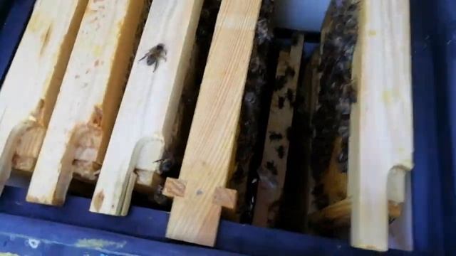 Инструментальное осеменение, матки сеют, отправка