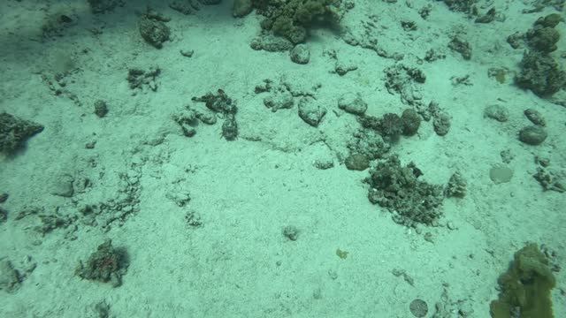 red sea walkman, red sea walk man, дайвинг в Хургаде, дайвинг в Египте