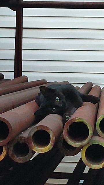 Очень мягкие стальные трубы для заводской кошечки.