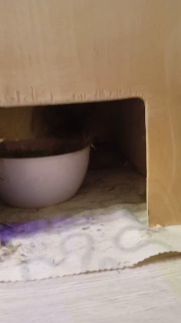 Жадность - второе счастье Банникулы