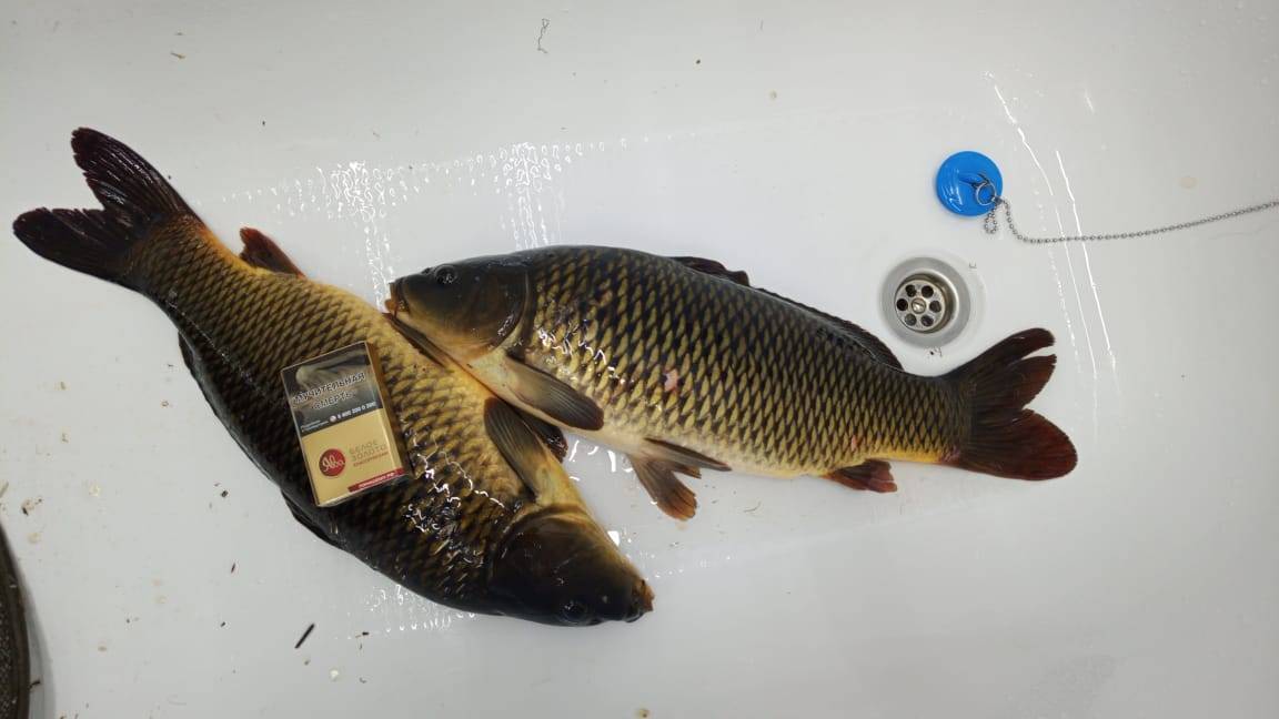 Гиперстырщик. И авоську не забыл.)))...!😆