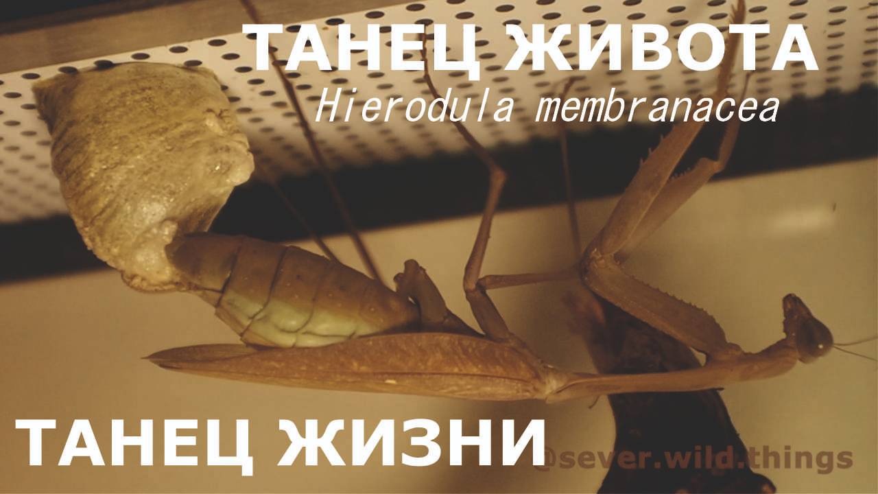 ТАНЕЦ ЖИВОТА - ТАНЕЦ ЖИЗНИ