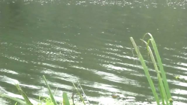 ОСЕНЬ ПЛОТВА РАЗГОВОР О РЫБАЛКЕ И РЫБЕ ПОВАДКИ НЮАНСЫ ЛОВА