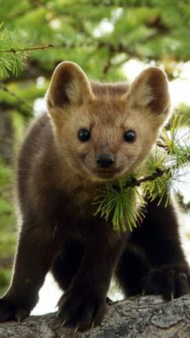 Вот так их вытаскивать надоть......!😆