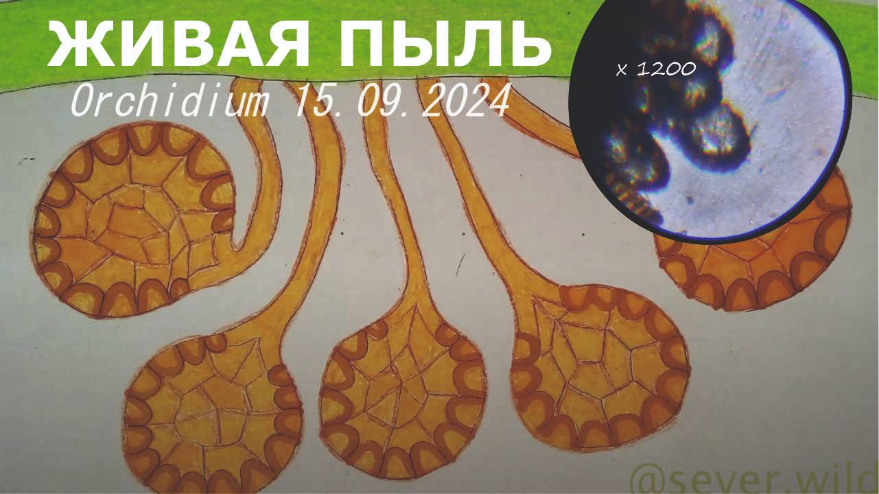 ЖИВАЯ ПЫЛЬ моя лекция на выставке Орхидиум