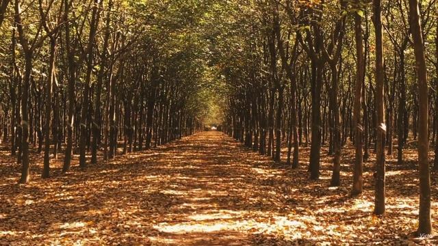 Песня на стихотворение Сергея Есенина «Нивы сжаты, рощи голы»