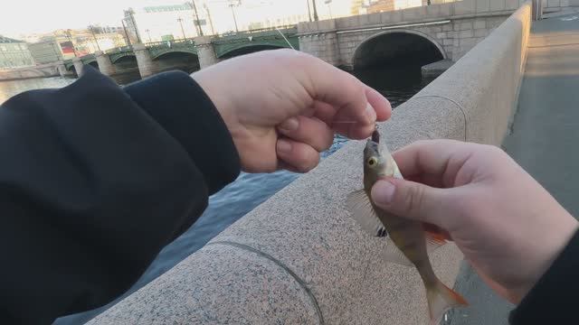 бодрые окушки напротив Авроры✅ #спиннинг