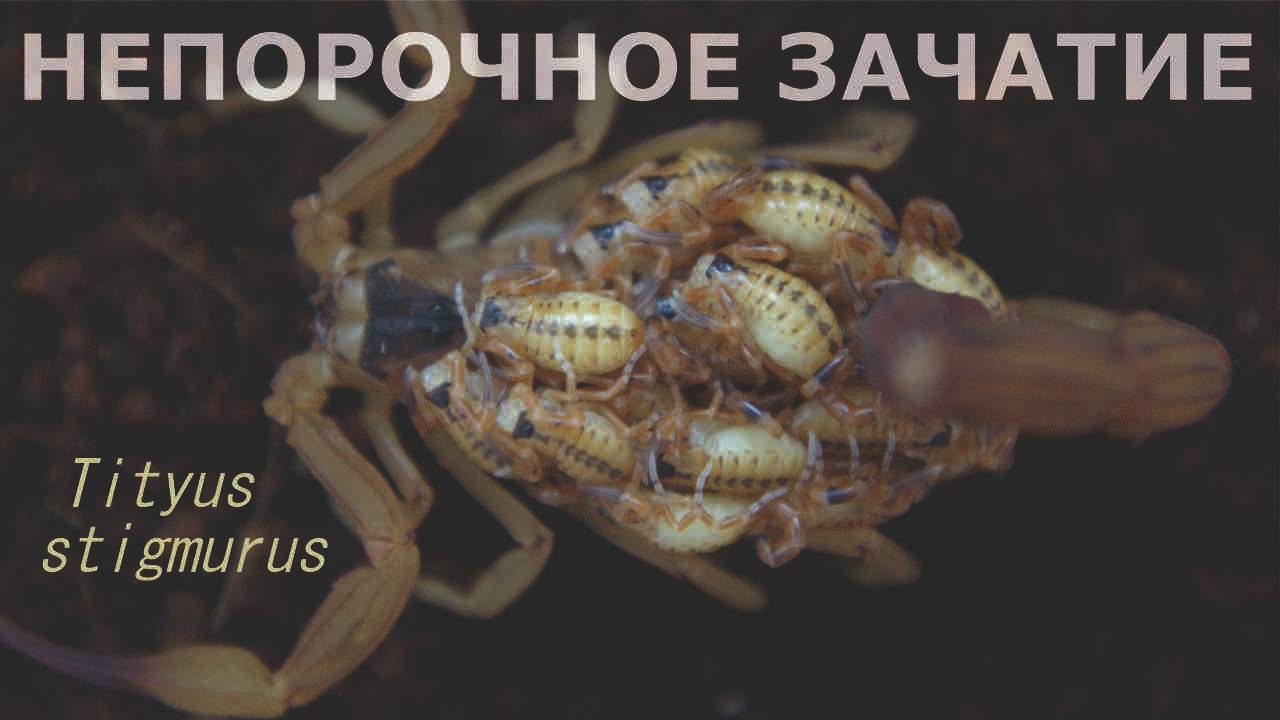 НЕПОРОЧНОЕ ЗАЧАТИЕ