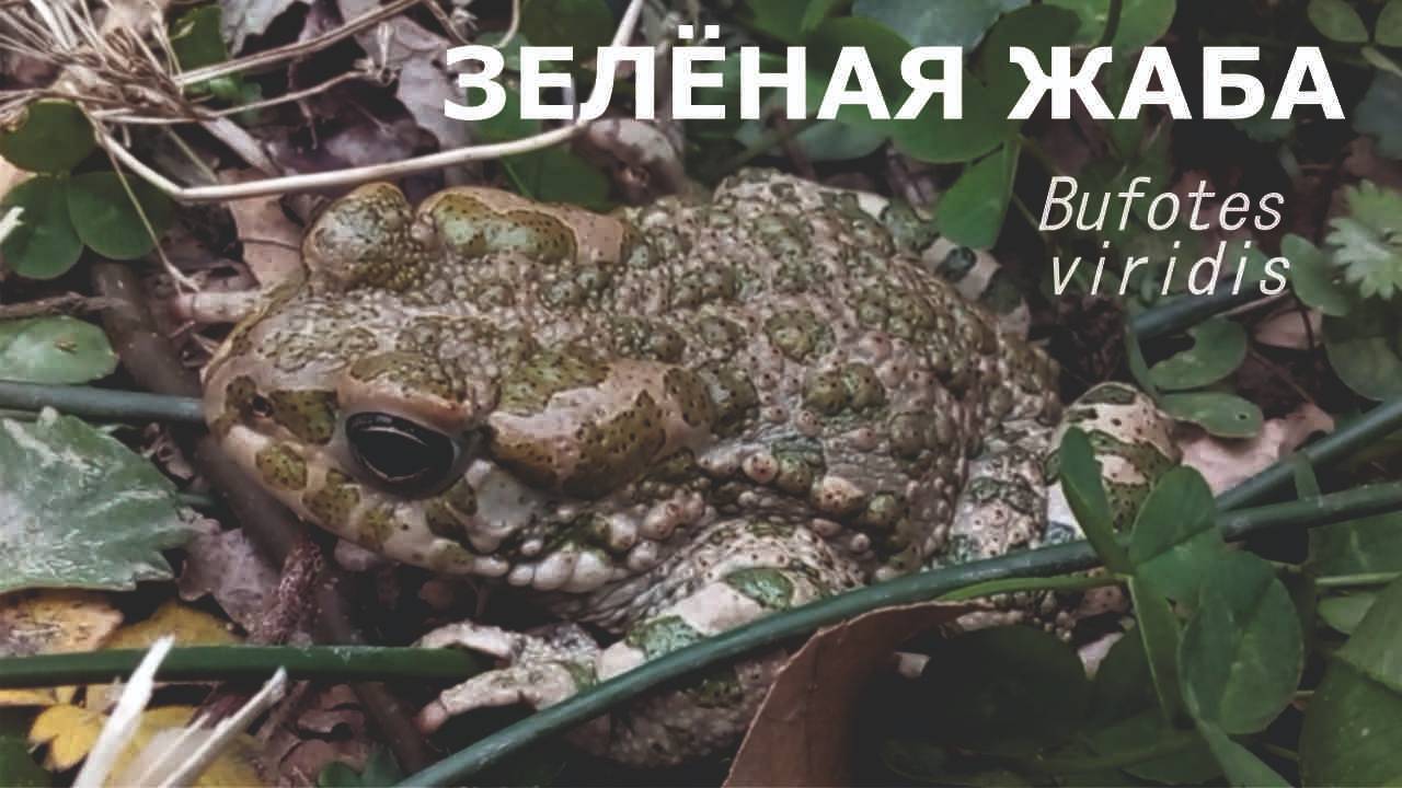 ЗЕЛЁНАЯ ЖАБА