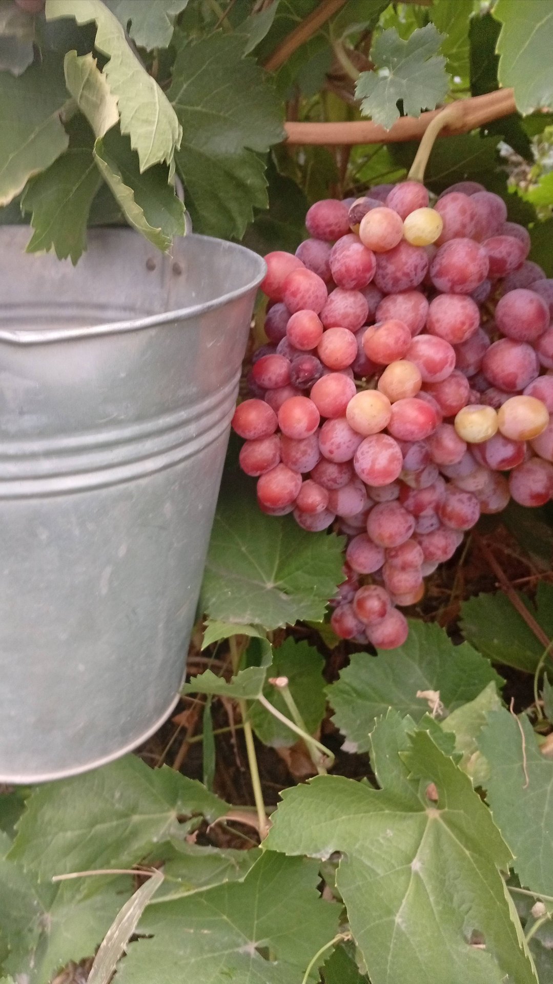 Краткий обзор урожая ВИНОГРАДА в 2025 году